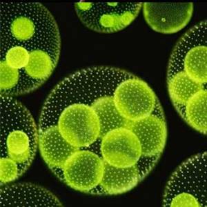 FL1953 - Protomyxzoa rheumatica - Funneliformis mosseae Version 1.5 ...