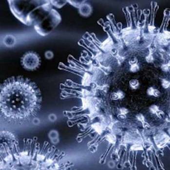 FL1953 - Protomyxzoa rheumatica - Funneliformis mosseae Version 1.5 ...